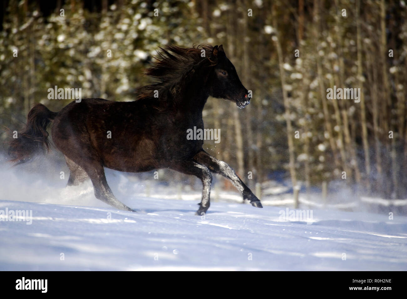 Horse running in powder hi-res stock photography and images - Alamy