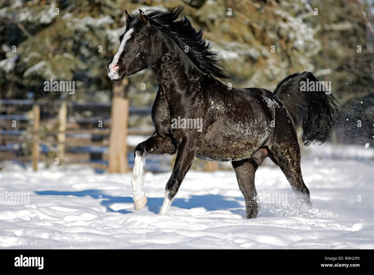 Thoroughbred arabian horse black stallion hi-res stock photography and ...