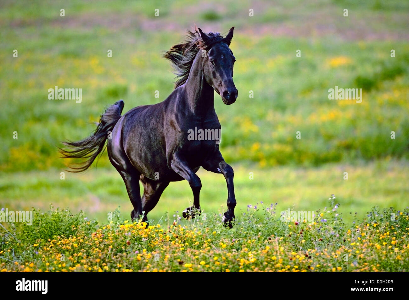 Black mare hi-res stock photography and images - Alamy