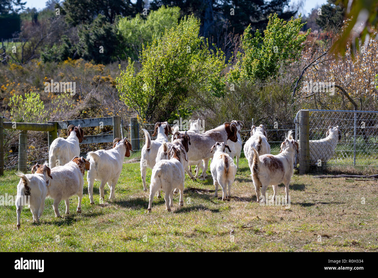 Brown and white goat hi-res stock photography and images - Alamy