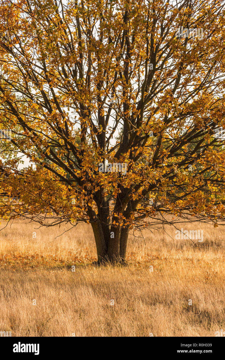 Beautiful oak tree in meadow hi-res stock photography and images - Alamy