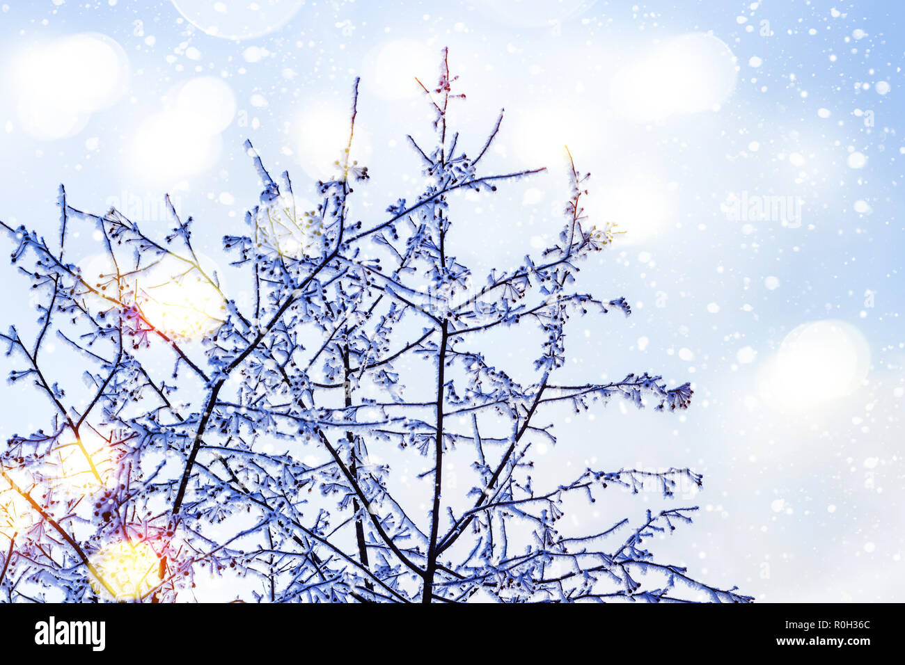 Snow Treetops against blue sky and bokeh lights Stock Photo - Alamy
