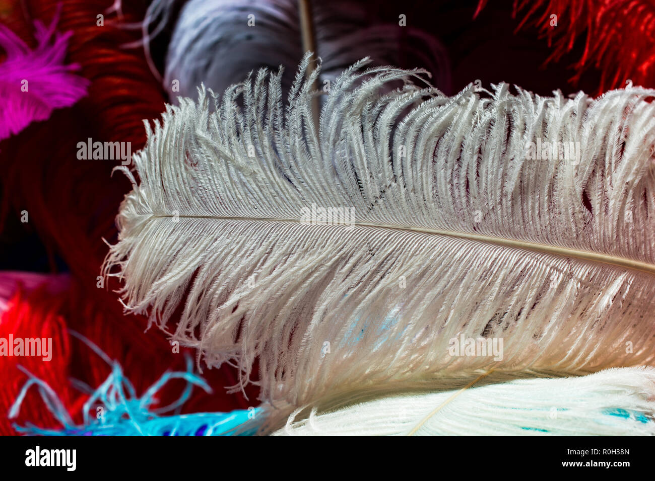 Collection of colored decorative feathers placed on white background ...