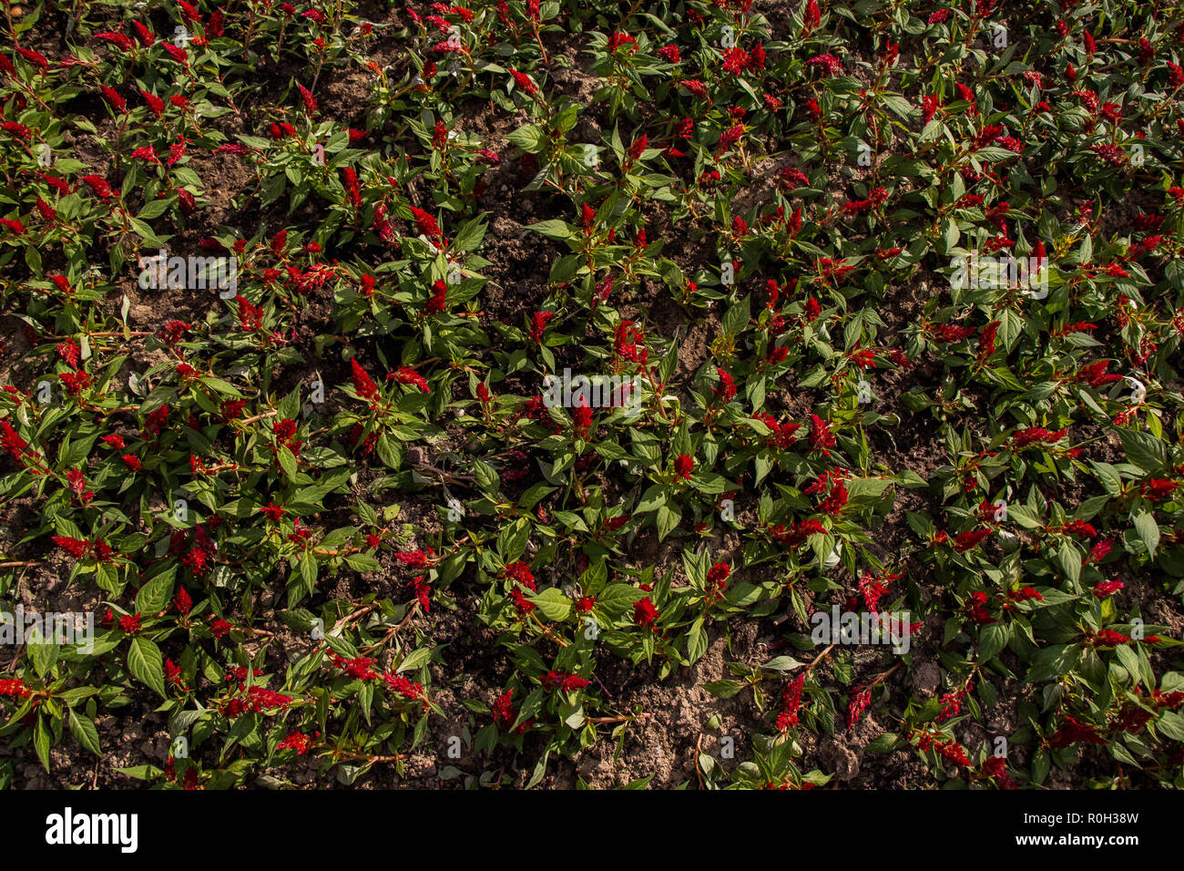 Blooming beautiful colorful fresh natural flowers in view Stock Photo ...