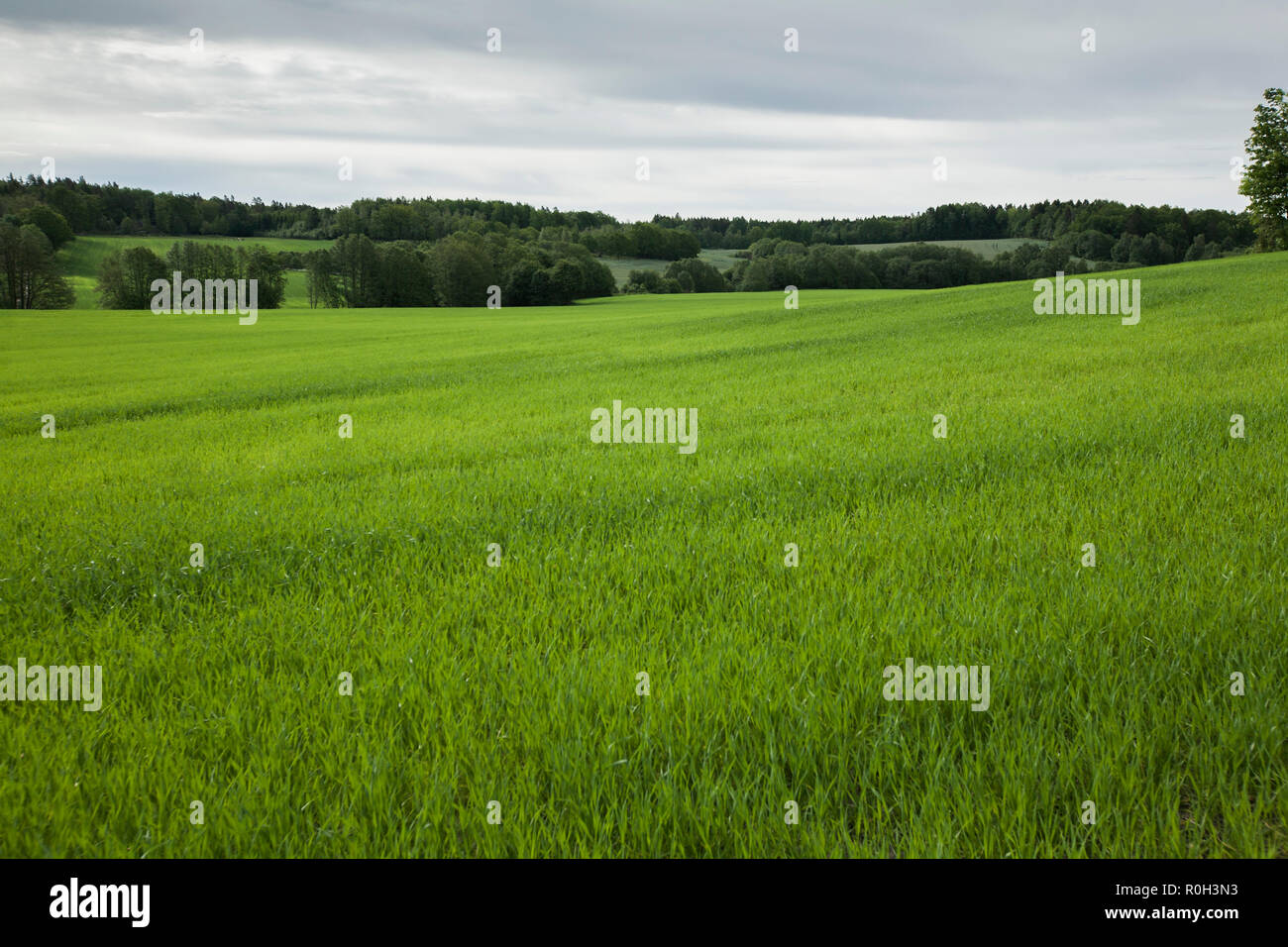 Scandinavia Green field, Norway Stock Photo - Alamy