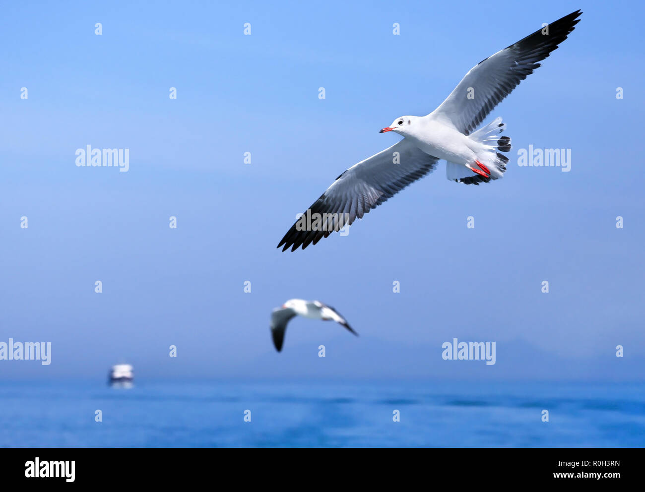 Seagulls fly in sky over hi-res stock photography and images - Alamy