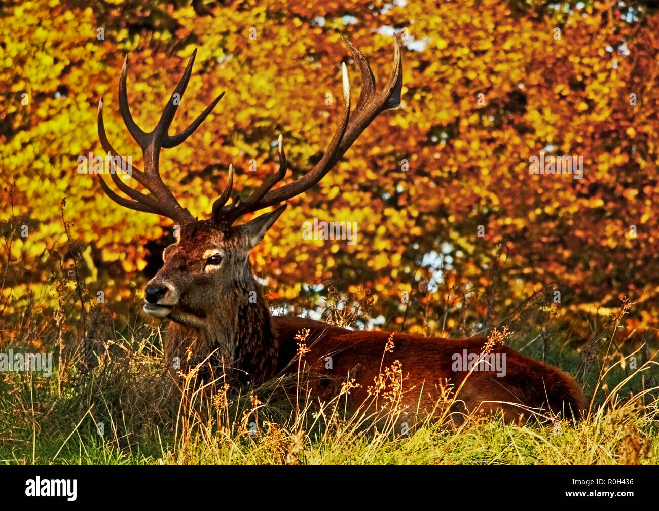 Red Deer Stag Stock Photo - Alamy