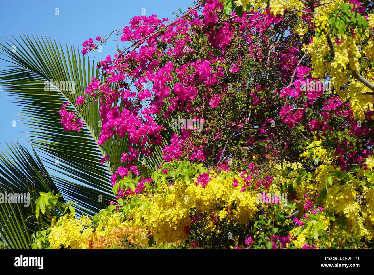 Entwined trees hi-res stock photography and images - Alamy