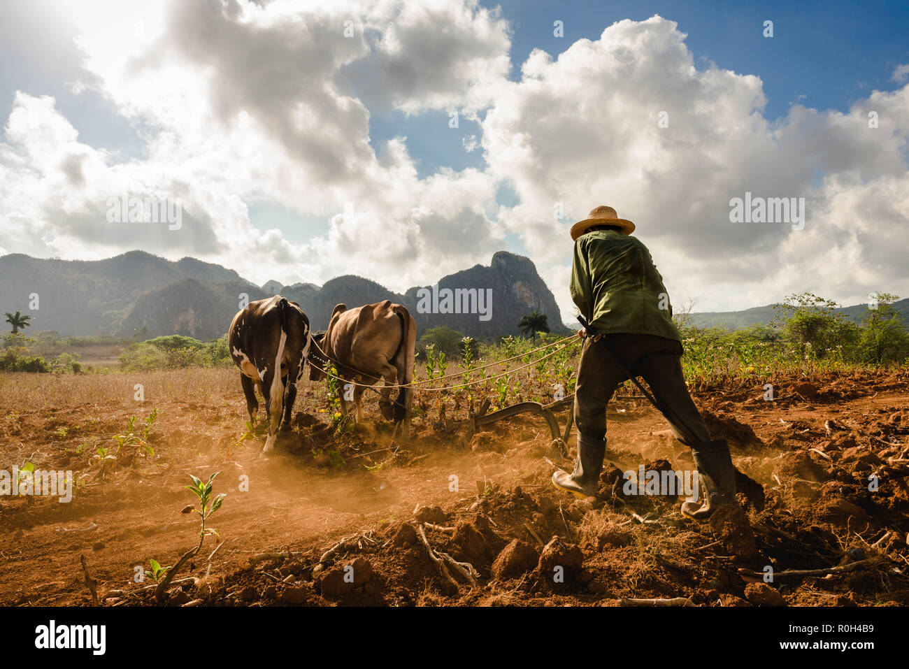 Cuban cattle hi-res stock photography and images - Alamy