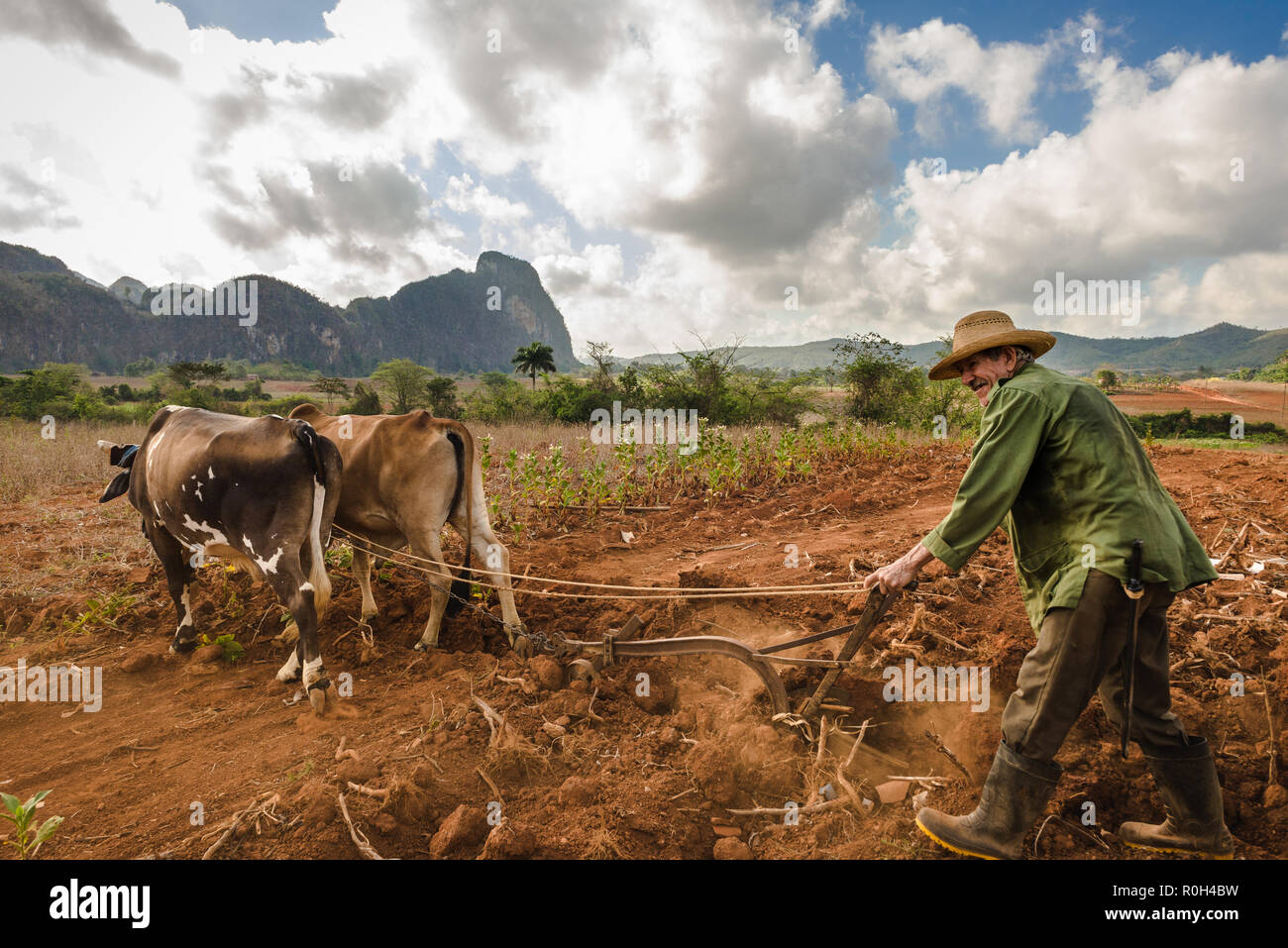 Cuban cattle hi-res stock photography and images - Alamy