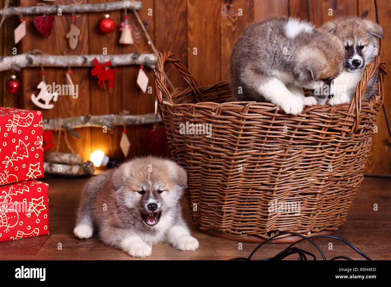 Japanese Akita-inu, akita inu dog puppys sits on a the New Year's ...
