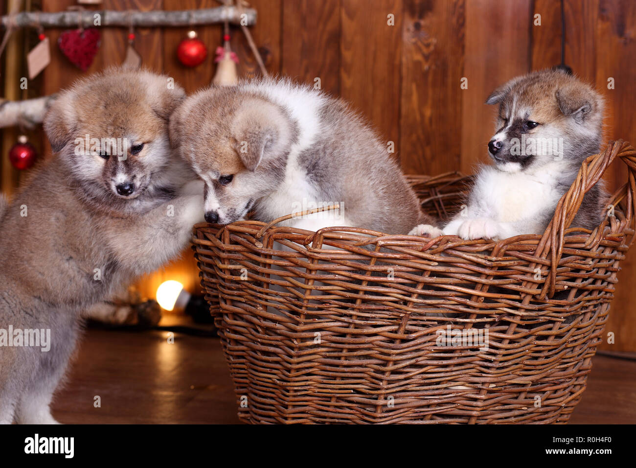 Japanese Akita-inu, akita inu dog puppys sits on a the New Year's ...