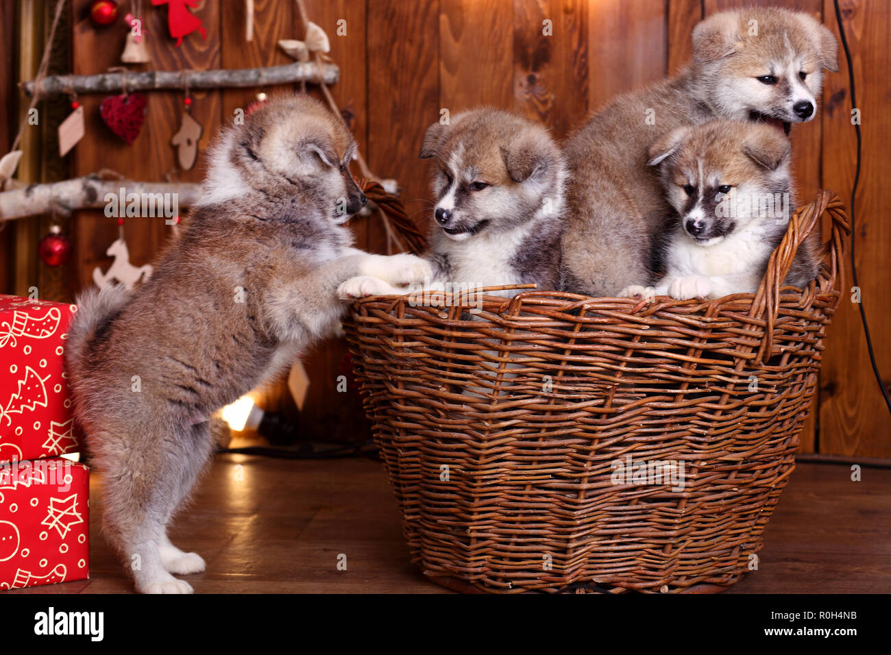 Japanese Akita-inu, akita inu dog puppys sits on a the New Year's ...