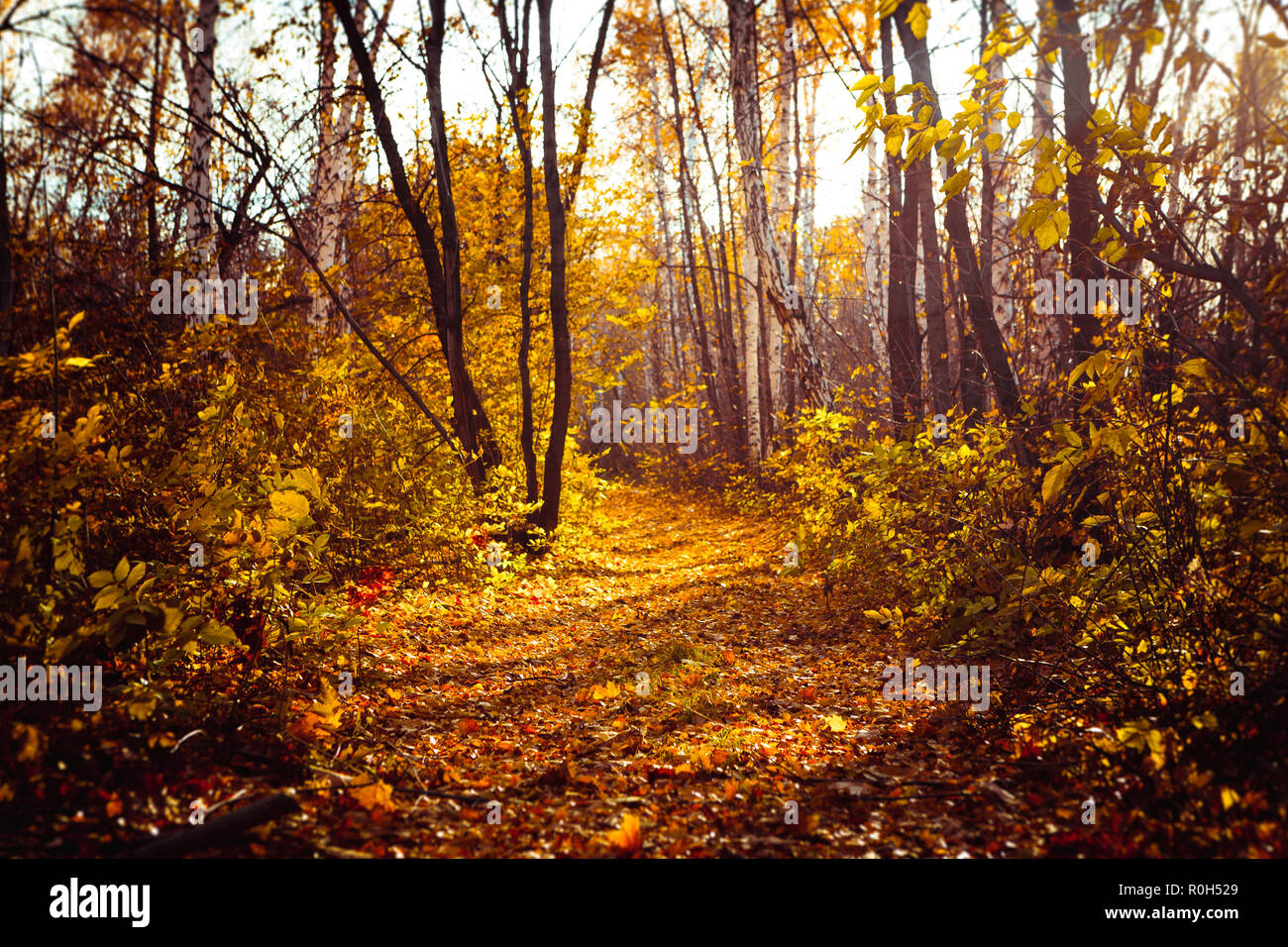 Orange yellow tree leaf forest autumn beauty nature Stock Photo - Alamy