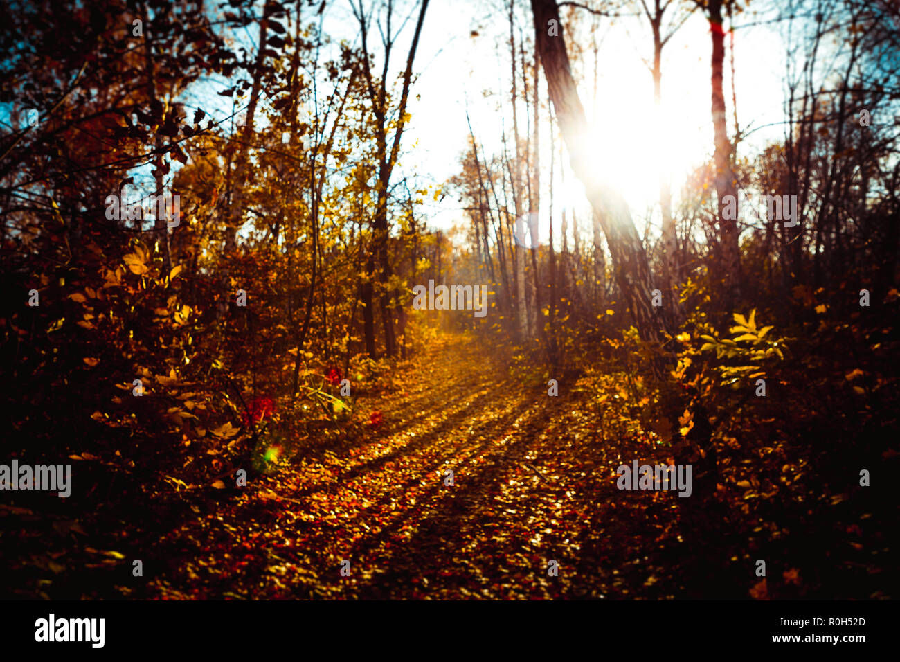 Orange yellow tree leaf forest autumn beauty nature Stock Photo - Alamy