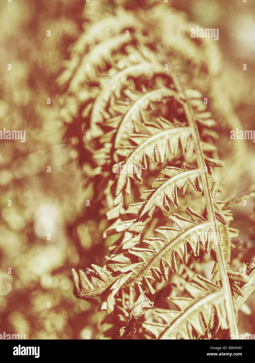 Dry fern stalks and dead twigs on dry forest background. The dryness ...