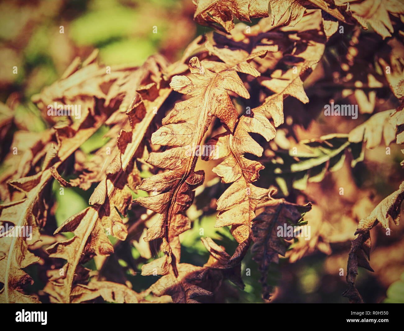 The most dryness year in history. Dry burnt dead fern stalks on dry ...