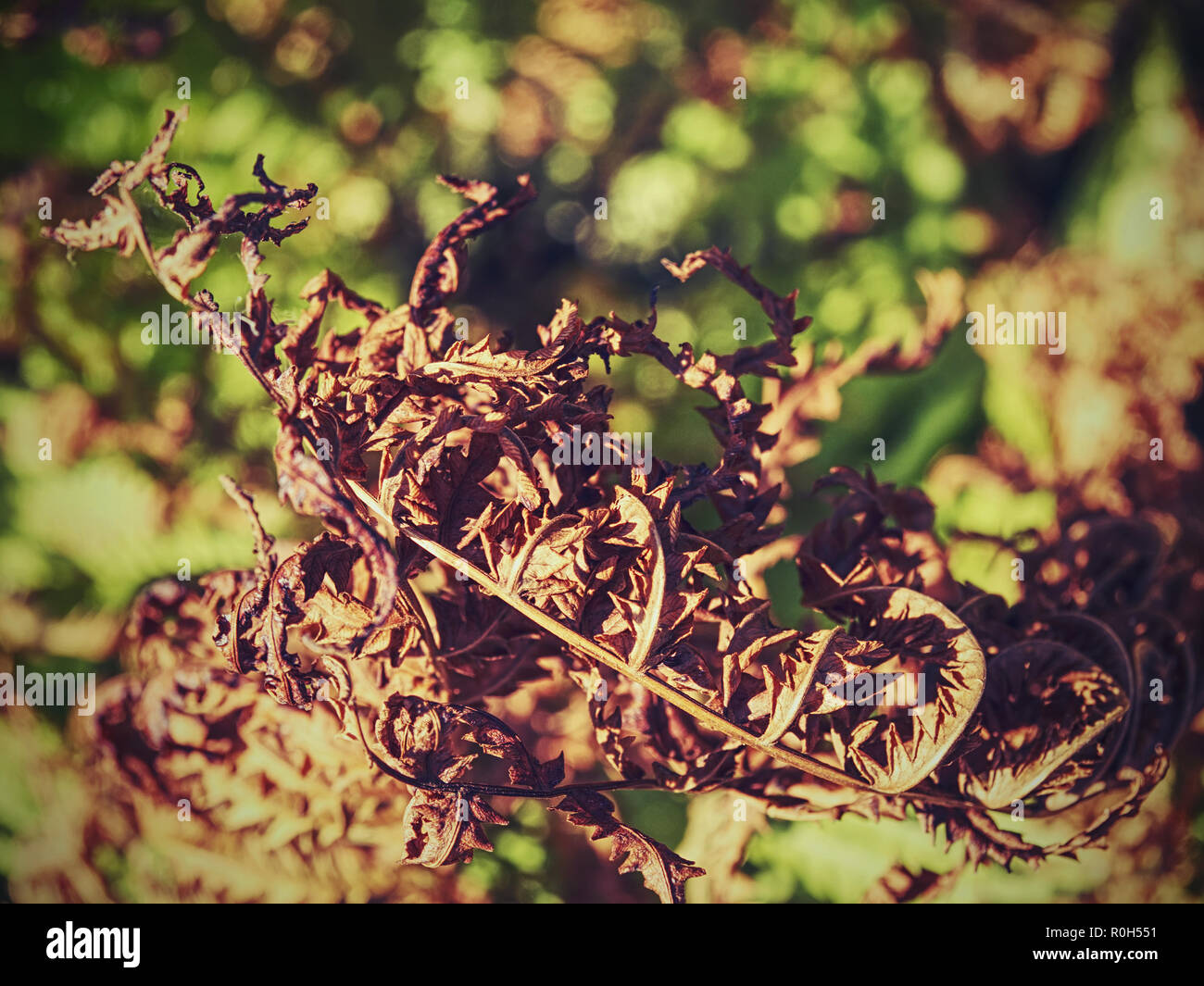 Dry fern stalks and dead twigs on dry forest background. The dryness ...