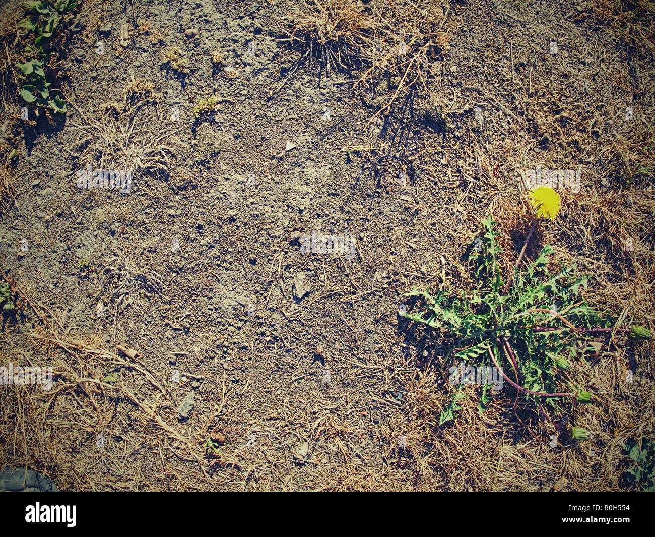 Sun burnt green. Stalks of dry grass in extreme hot summer. Dryness ...