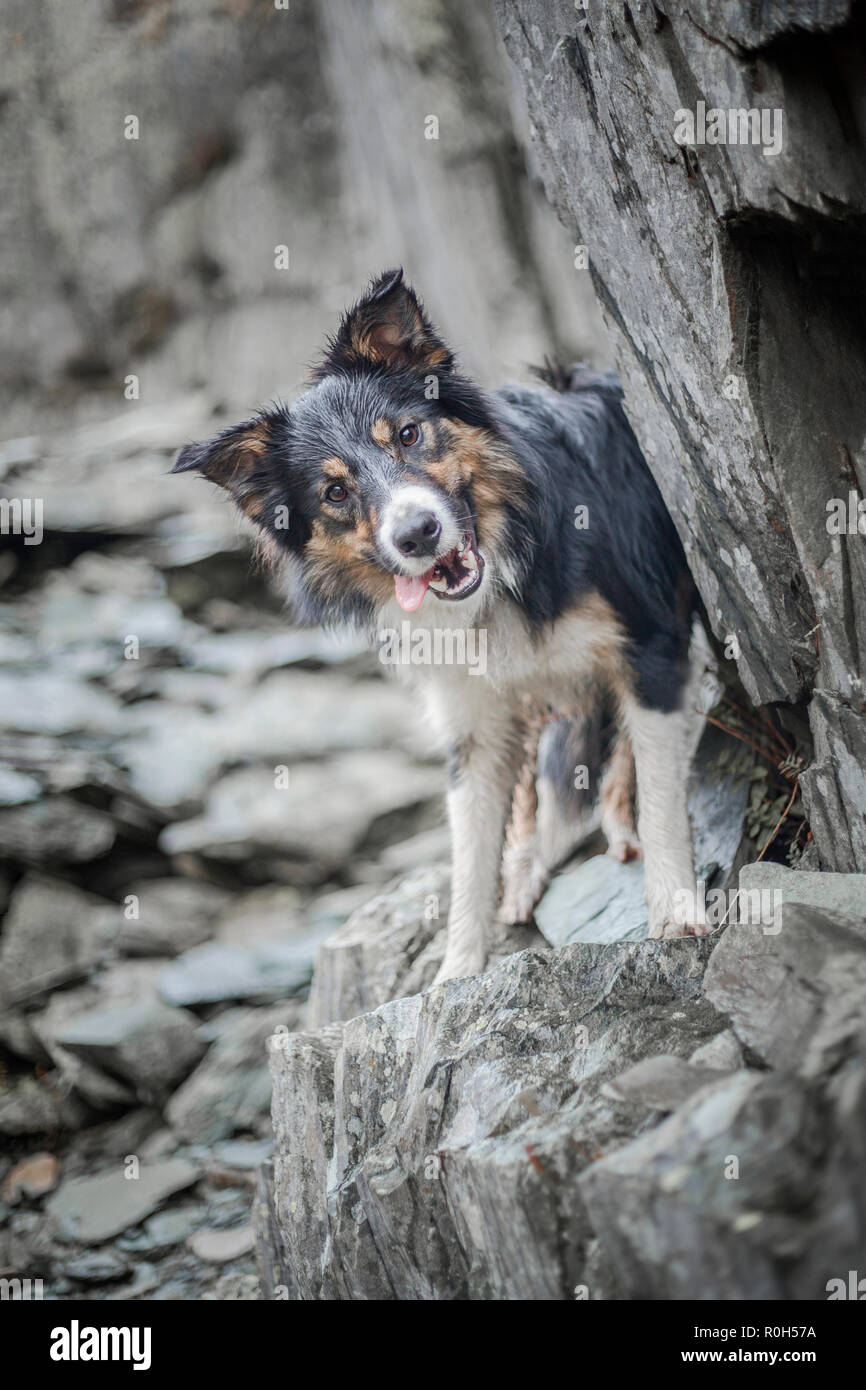 A tri-colour border collie standing on a ledge of slate and peeking ...