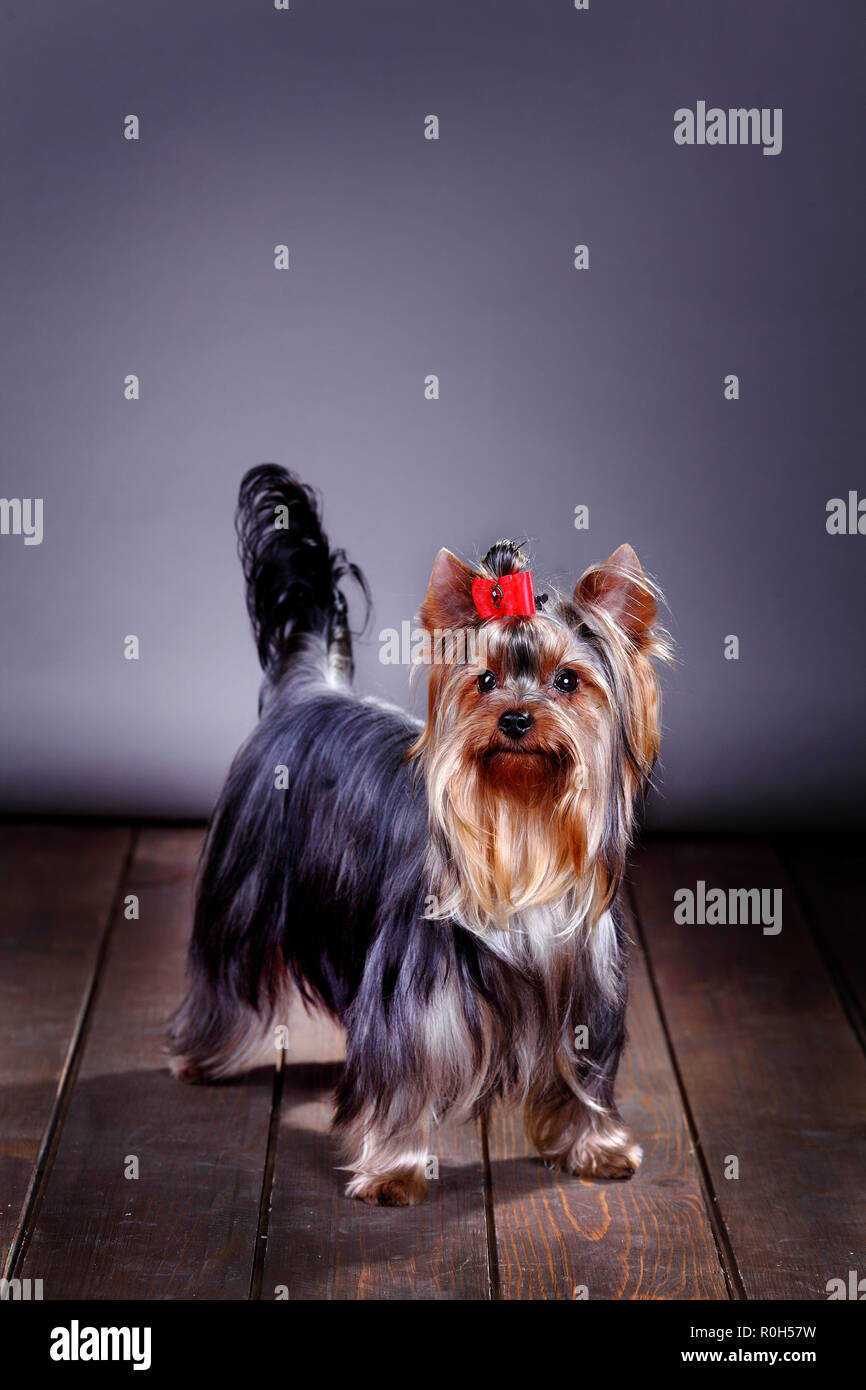 Yorkshire Terrier, dog standing on a wooden floor Stock Photo - Alamy