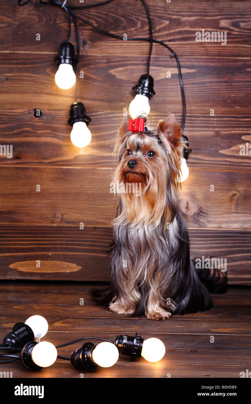 yorkie puppy on table with wooden texture Stock Photo - Alamy