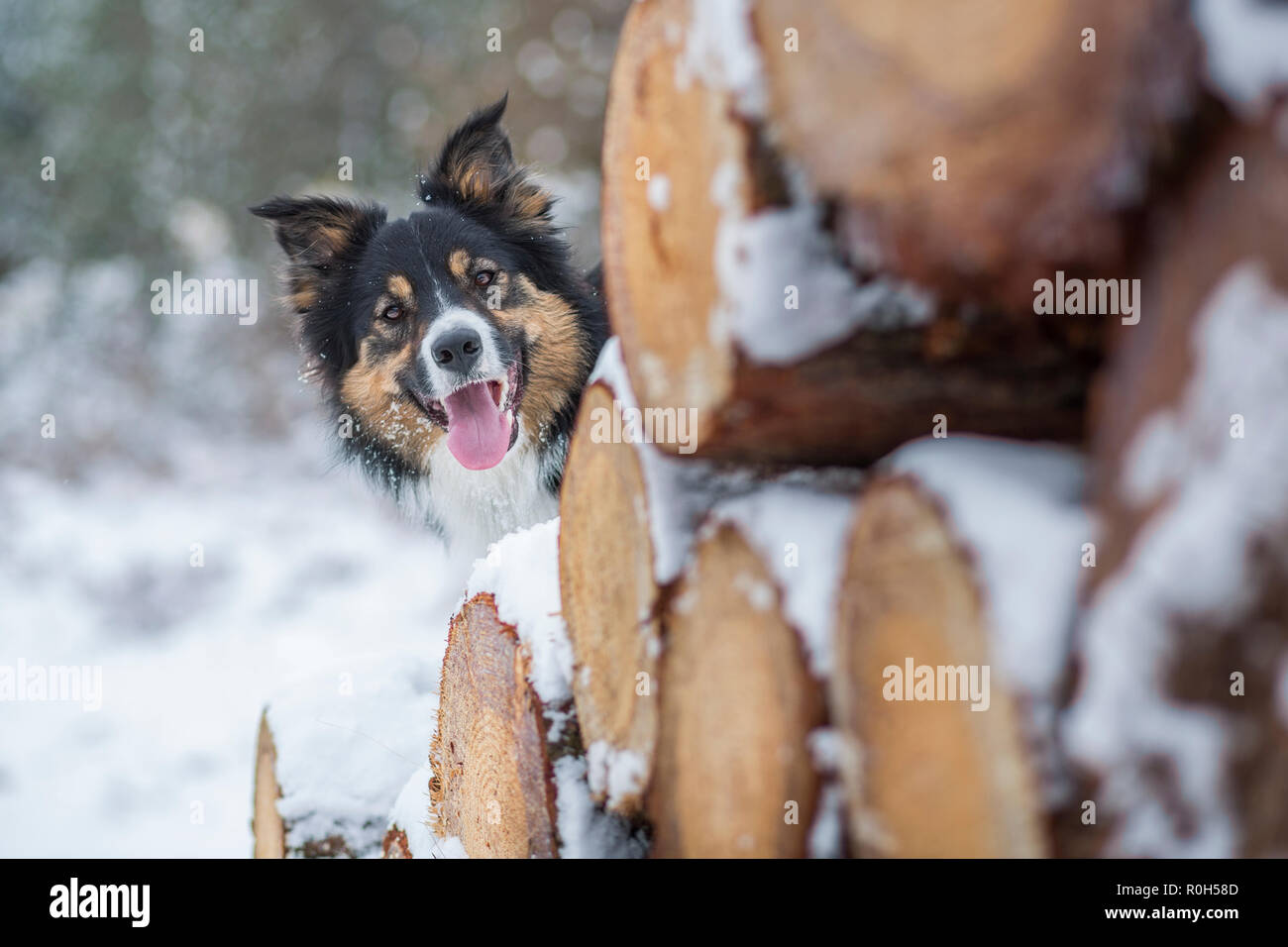 Tri colour border collie hi-res stock photography and images - Alamy