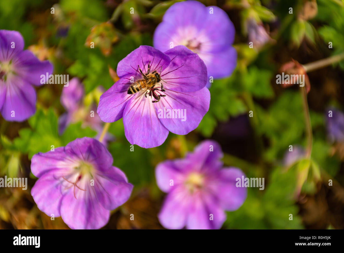 Sfondo giardino hi-res stock photography and images - Alamy