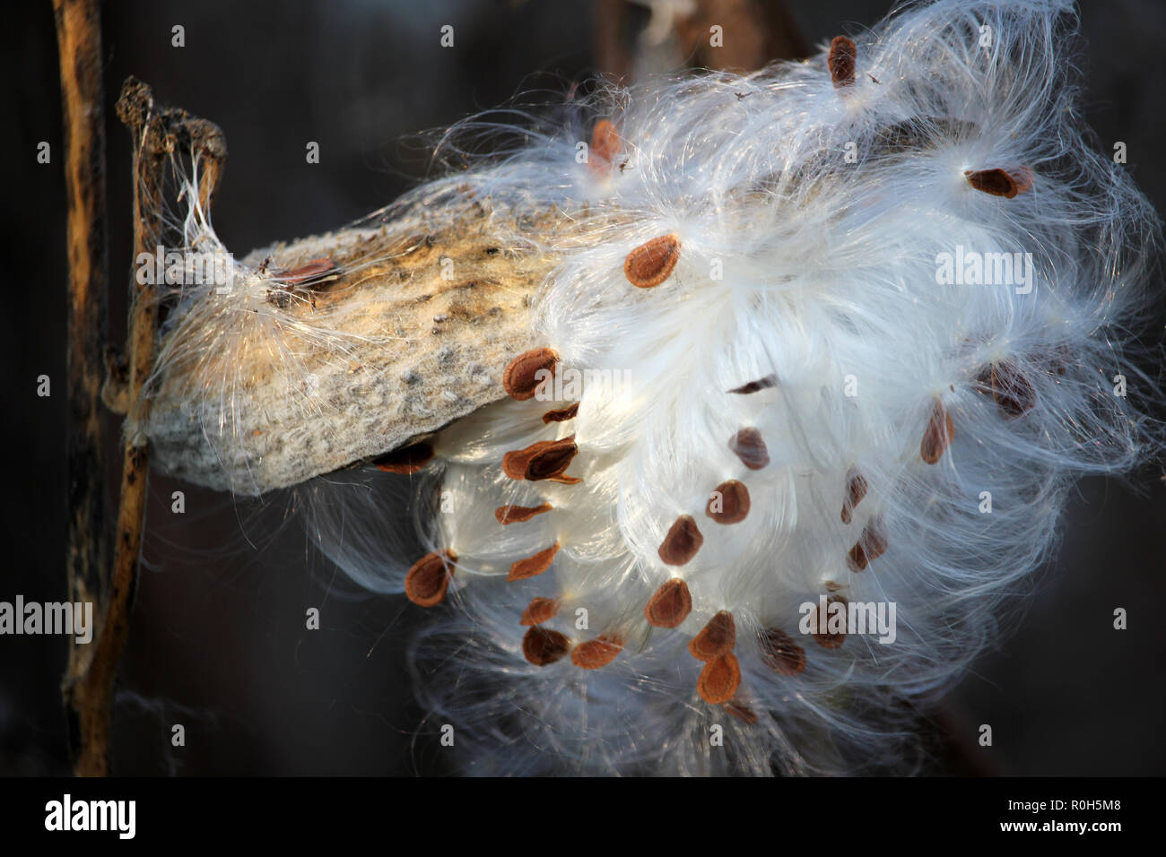 White milkweed seed hi-res stock photography and images - Alamy