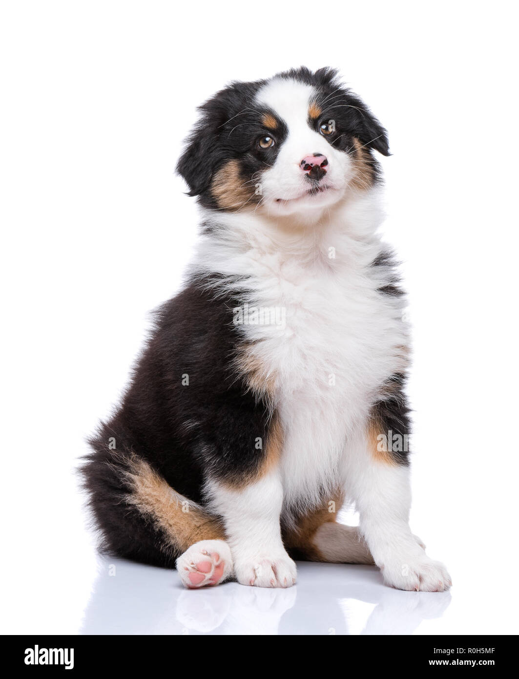 Beautiful puppy dog shepherd Cut Out Stock Images & Pictures - Alamy