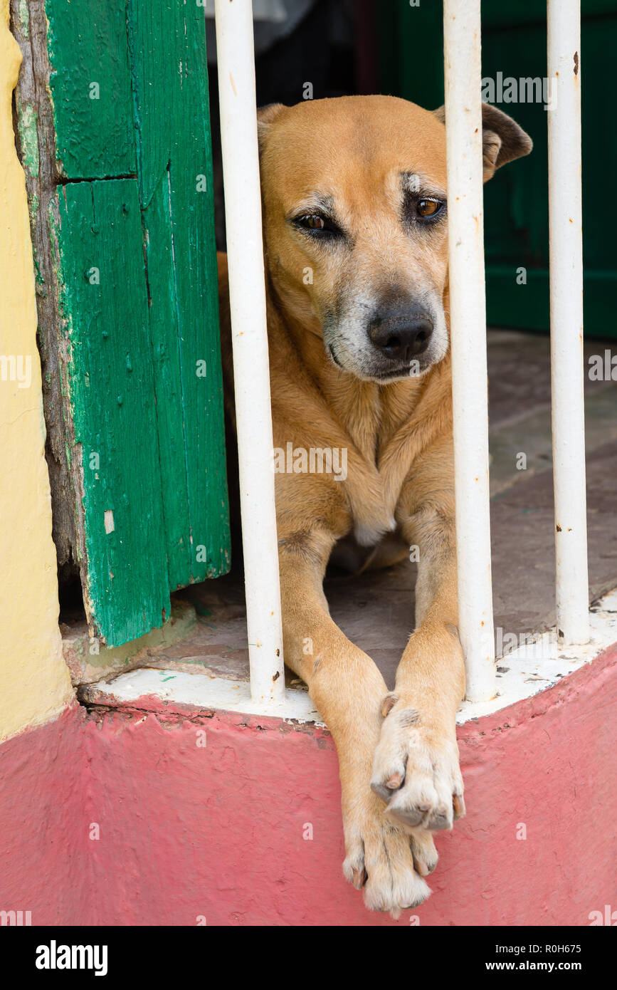 Dog sitting in barred window of a house in Trinidad, Cuba Stock Photo ...