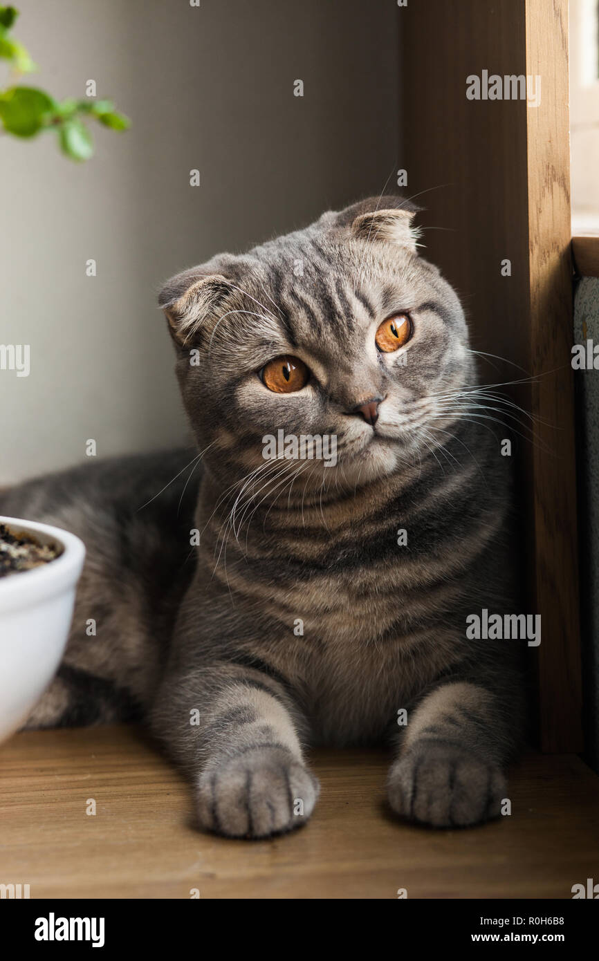 Gray cat. Scottish fold cat Stock Photo - Alamy