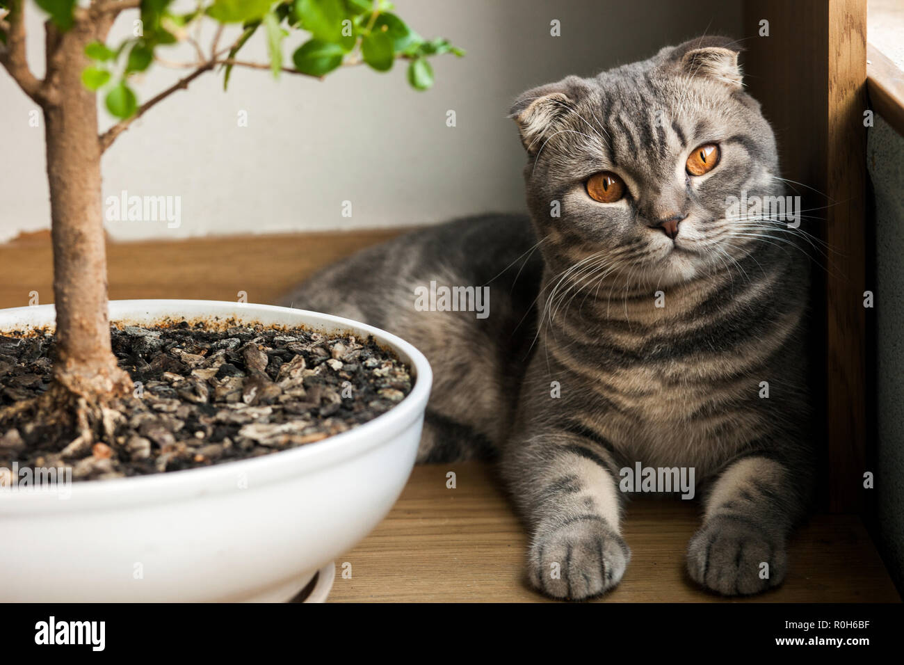 Cat scottish fold hi-res stock photography and images - Alamy