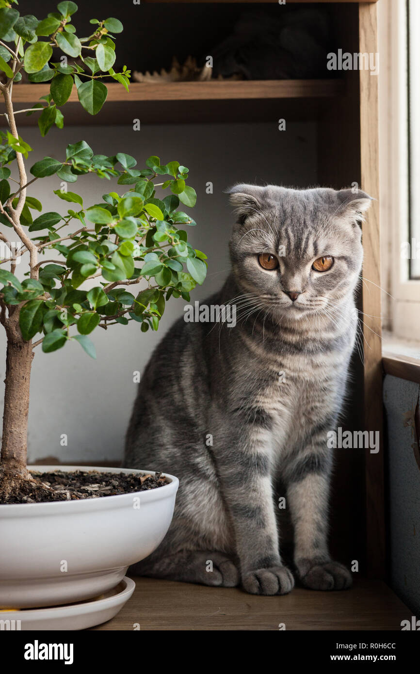 Scottish fold with straight ears hi-res stock photography and images ...