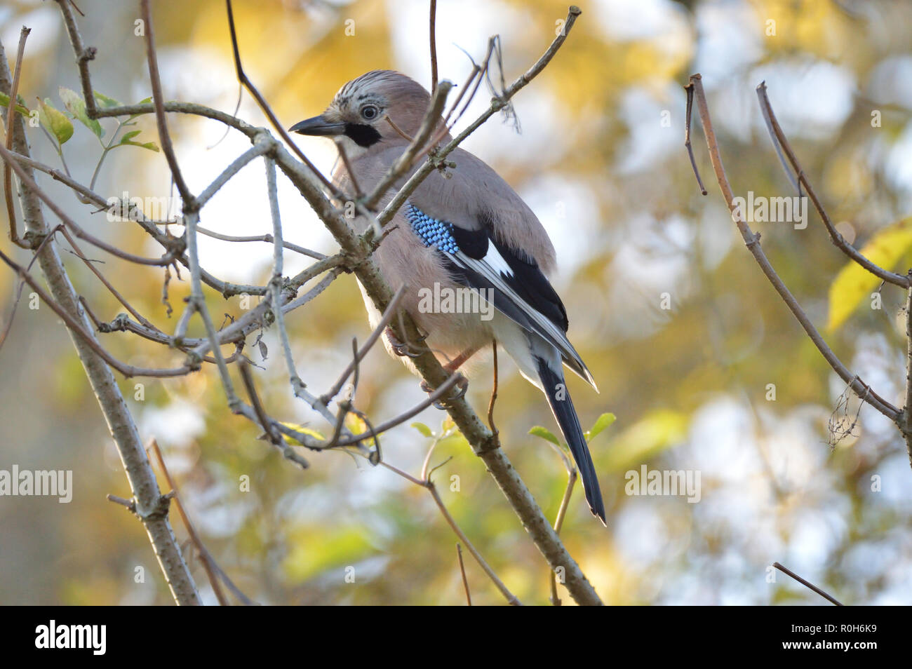 Jay species hi-res stock photography and images - Alamy