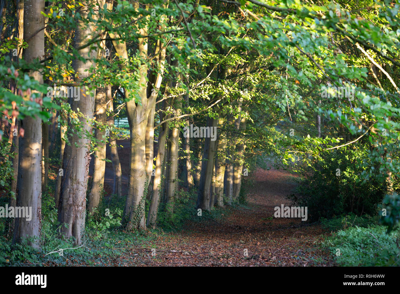 Beech trees in english woods hi-res stock photography and images - Alamy