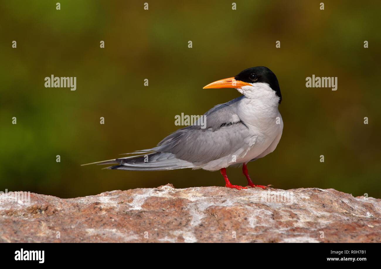 Bluebull hi-res stock photography and images - Alamy