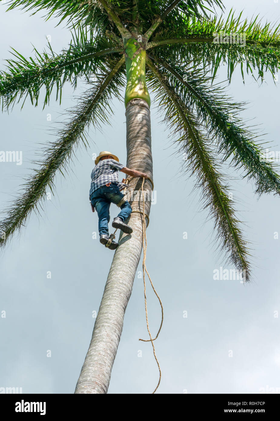 Adult male climbs tall coconut tree with rope to get coco nuts ...