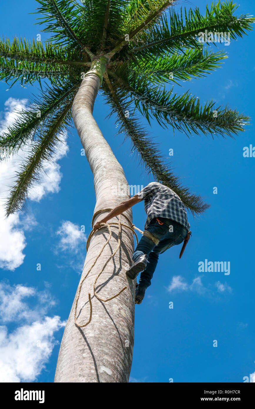 Adult male climbs tall coconut tree with rope to get coco nuts ...