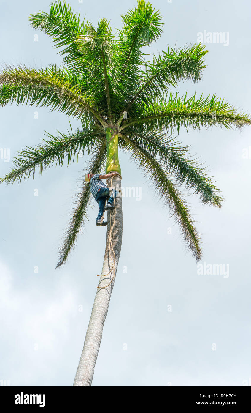 Adult male climbs tall coconut tree with rope to get coco nuts ...
