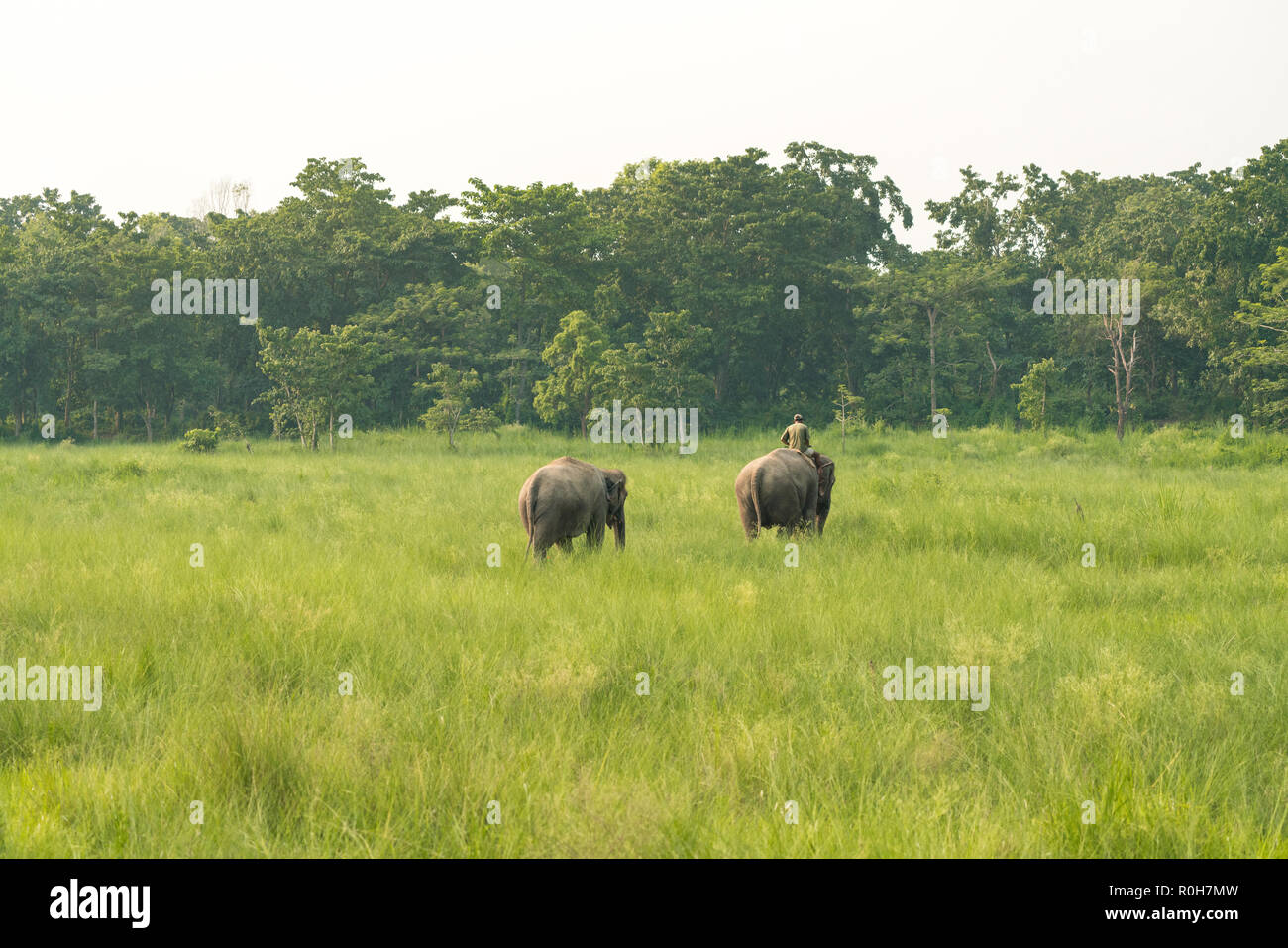 Mahout or elephant rider with two elephants in a meadow. Wildlife and ...