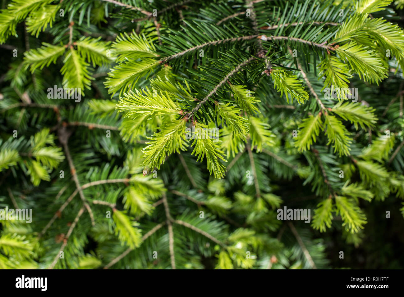 Young spruce sprout hi-res stock photography and images - Alamy