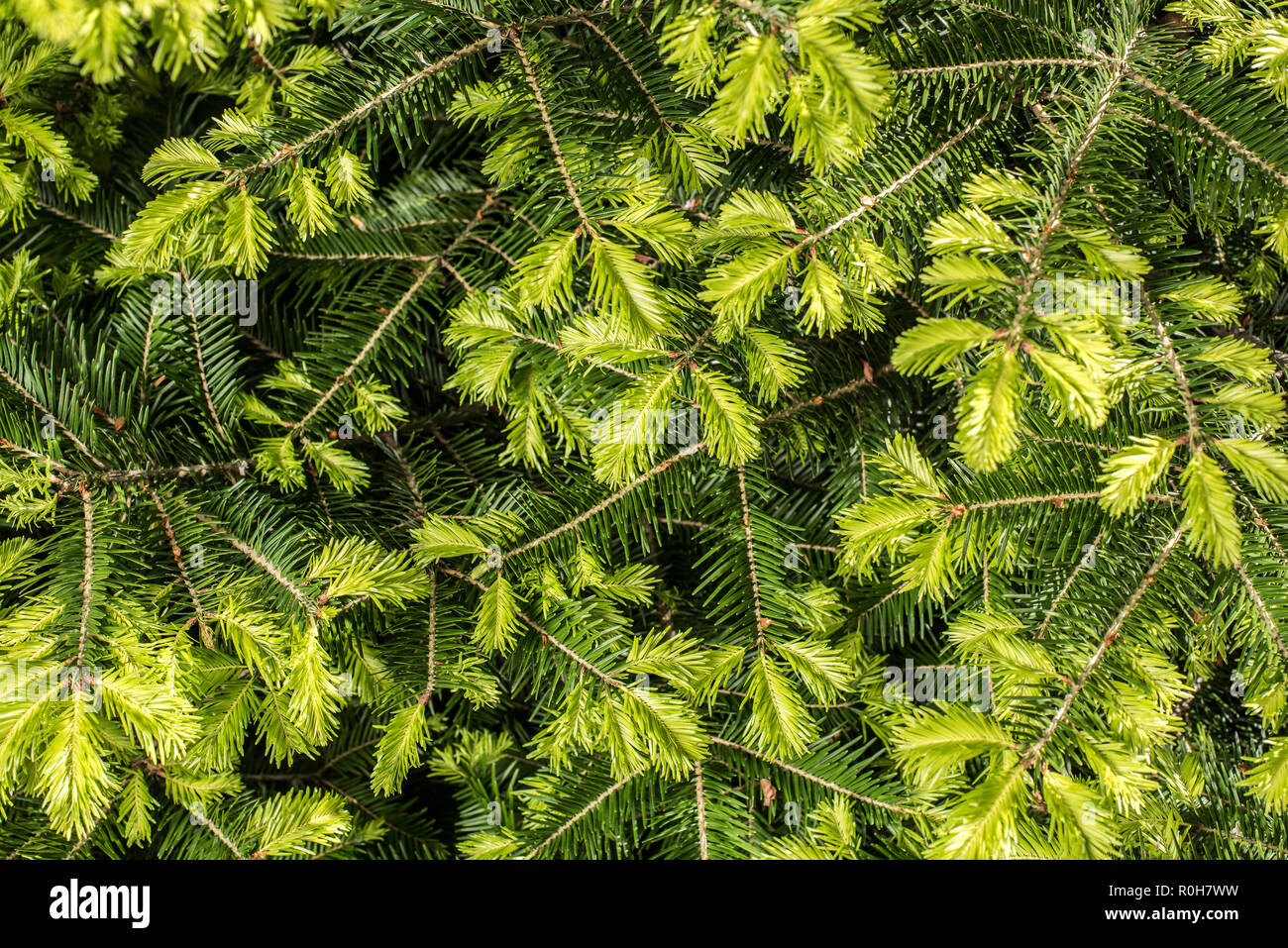 Young spruce sprout hi-res stock photography and images - Alamy