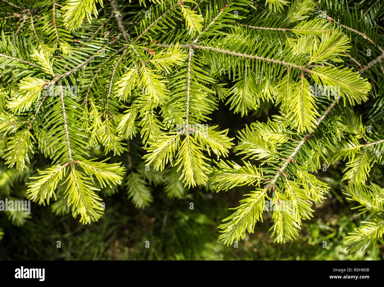 Background of young spruce branches. Young sprout. New sprout Stock ...