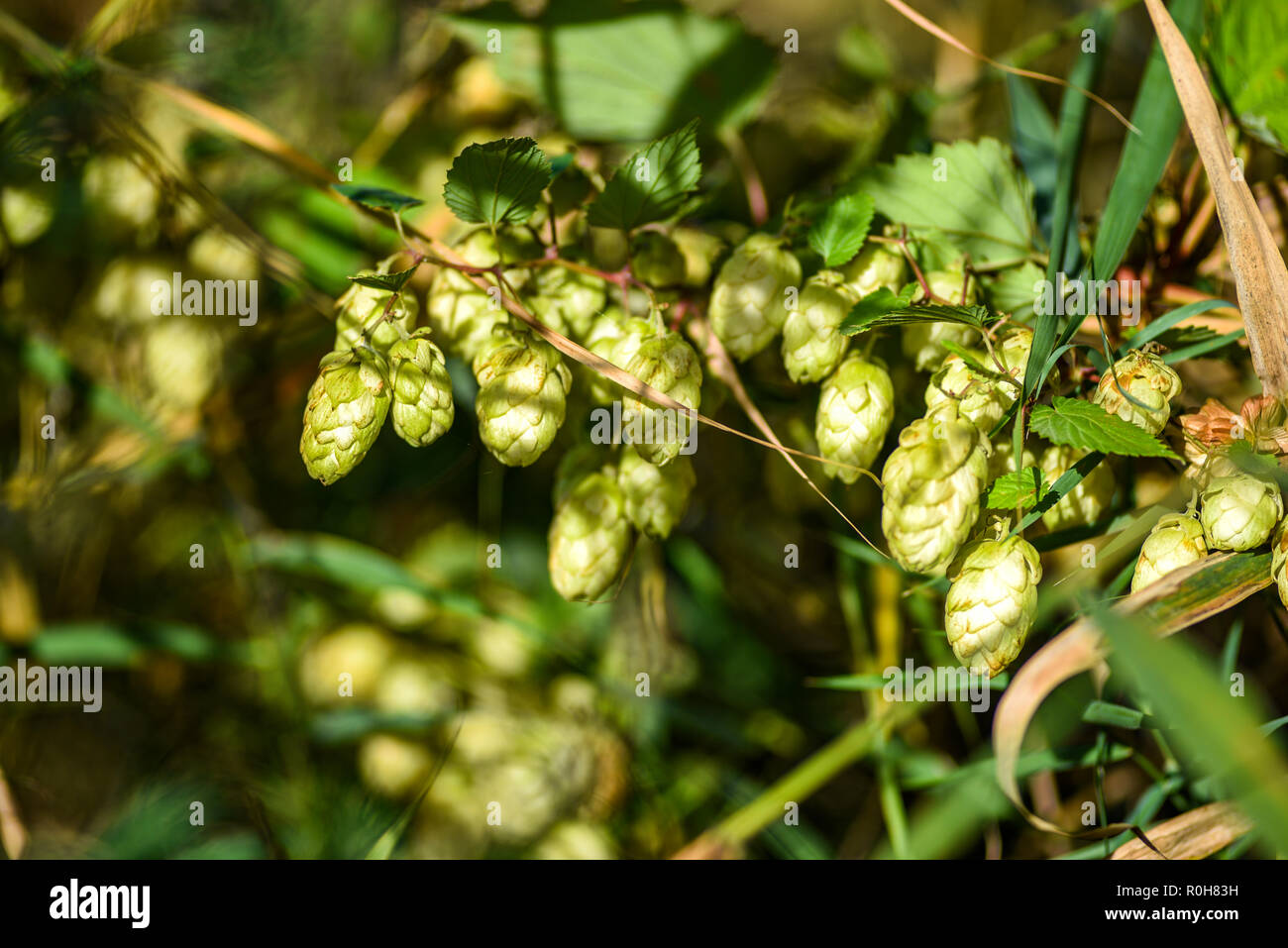 Wild hop growing on the meadow during flowering Stock Photo - Alamy