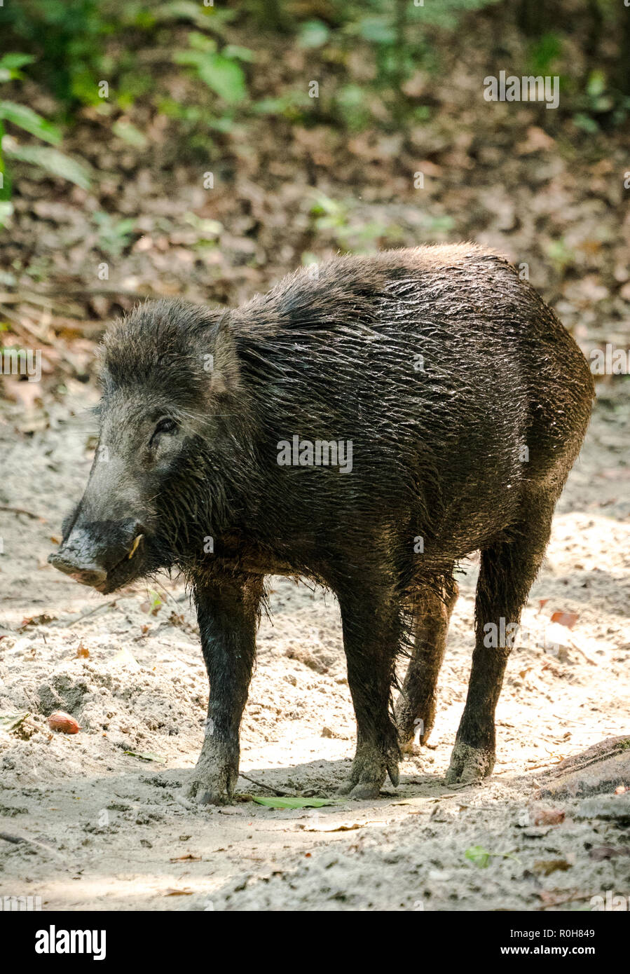 Wild boar male feeding in the jungle in Asia. Wildlife and animal photo ...