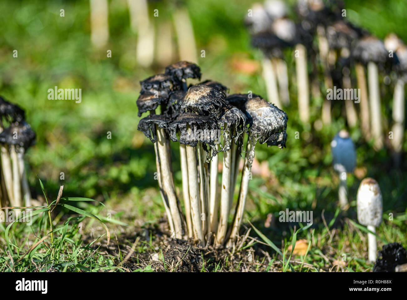 Close up of cap of a coprinus comatus hi-res stock photography and ...
