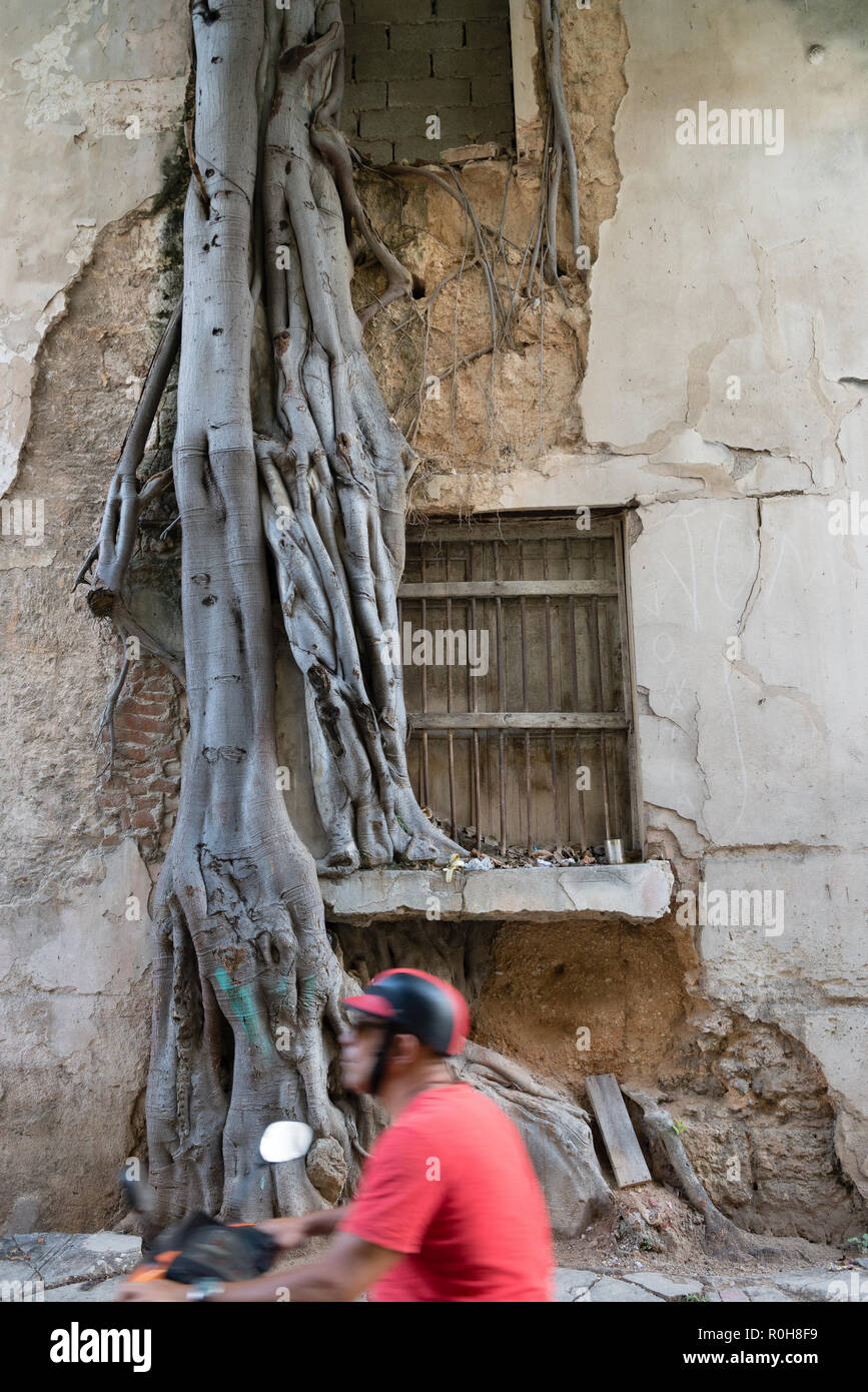 Tree growing through window hi-res stock photography and images - Alamy