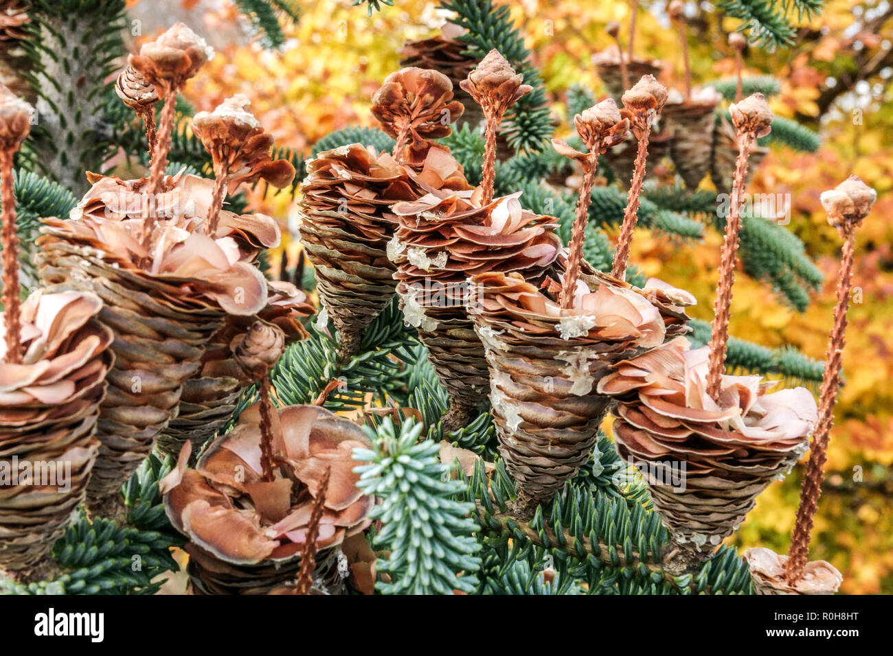 Conifer seeds tree hi-res stock photography and images - Alamy