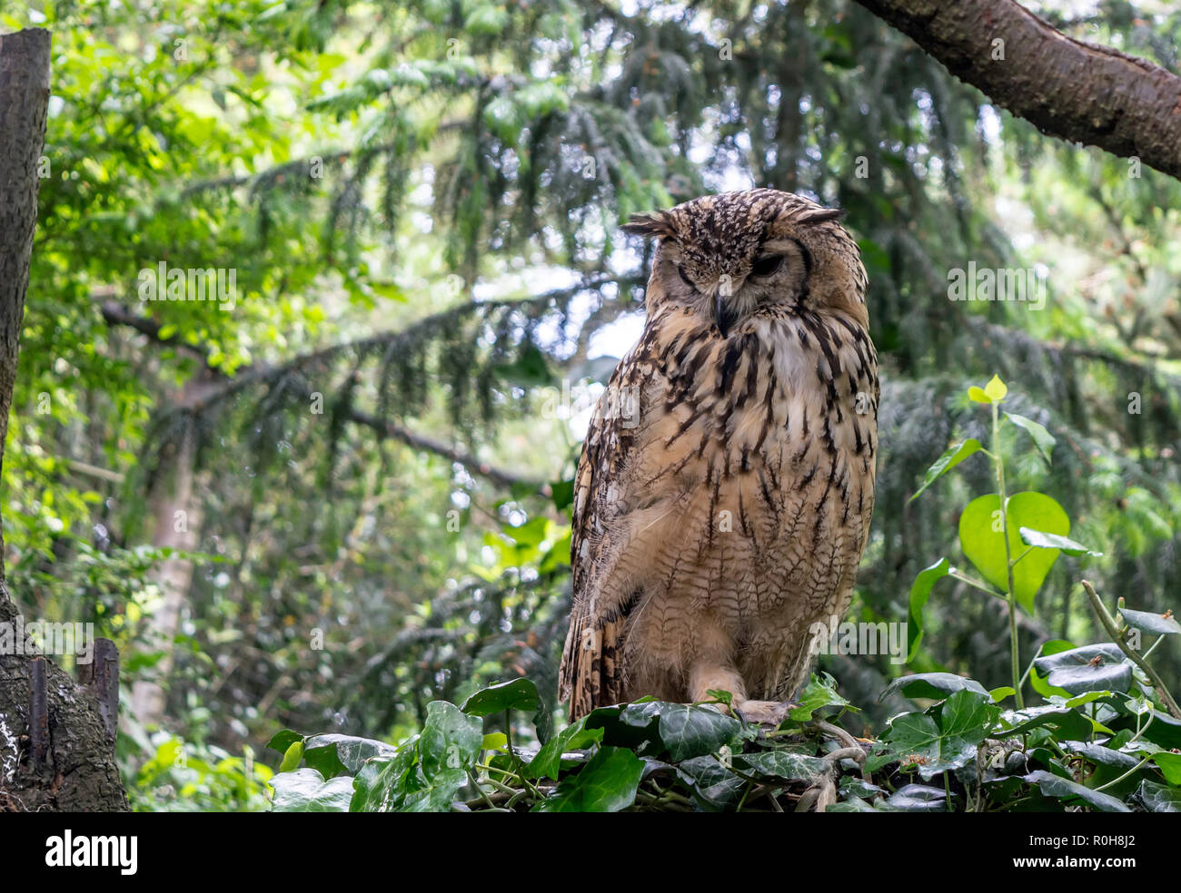 Indian eagle-owl, also called rock eagle-owl or Bengal eagle-owl (Bubo bengalensis). It is a ...